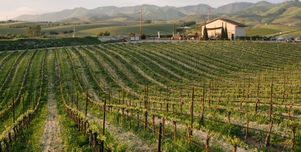 Chamisal Vineyards Story: Pioneers in Edna Valley